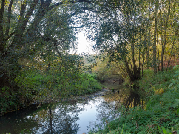 What Is a Riparian Buffer?